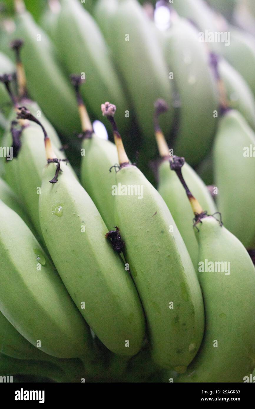 a bunch of green bananas ripening on the tree, showcasing their natural ...