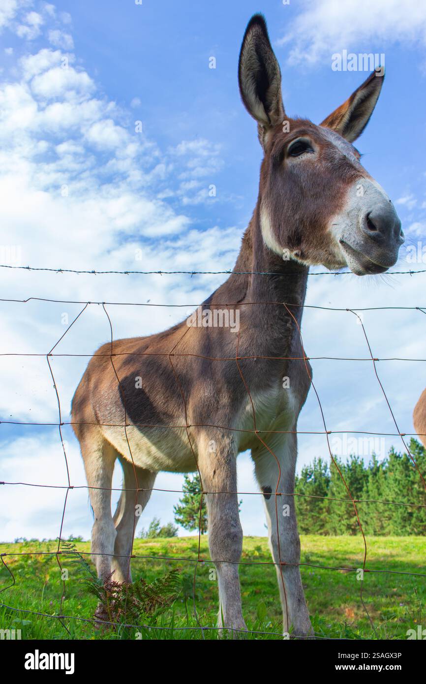 Adorable donkey behind wire fence. Curious donkey looking at camera ...