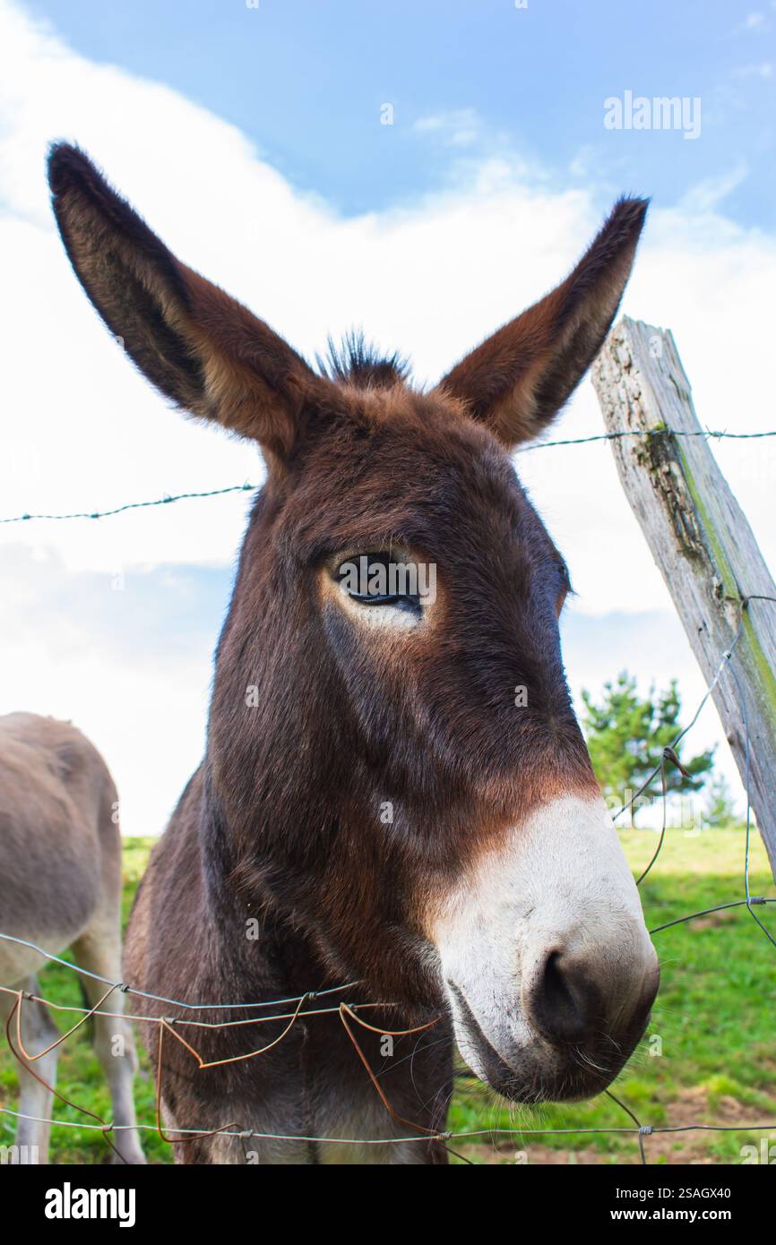 Adorable donkey behind wire fence. Curious donkey looking at camera ...