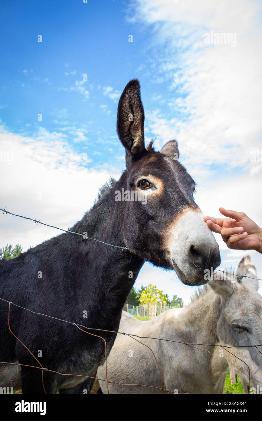 Donkey head with human hand. Donkeys in farm behind fence. Friendship ...