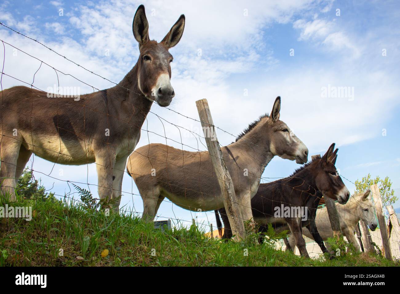 Group of fluffy donkeys behind fence. Brown donkeys in farmyard ...
