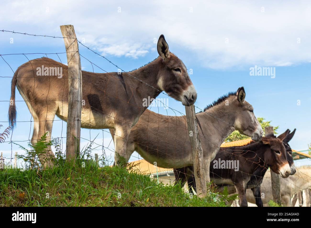 Group of fluffy donkeys behind fence. Brown donkeys in farmyard ...