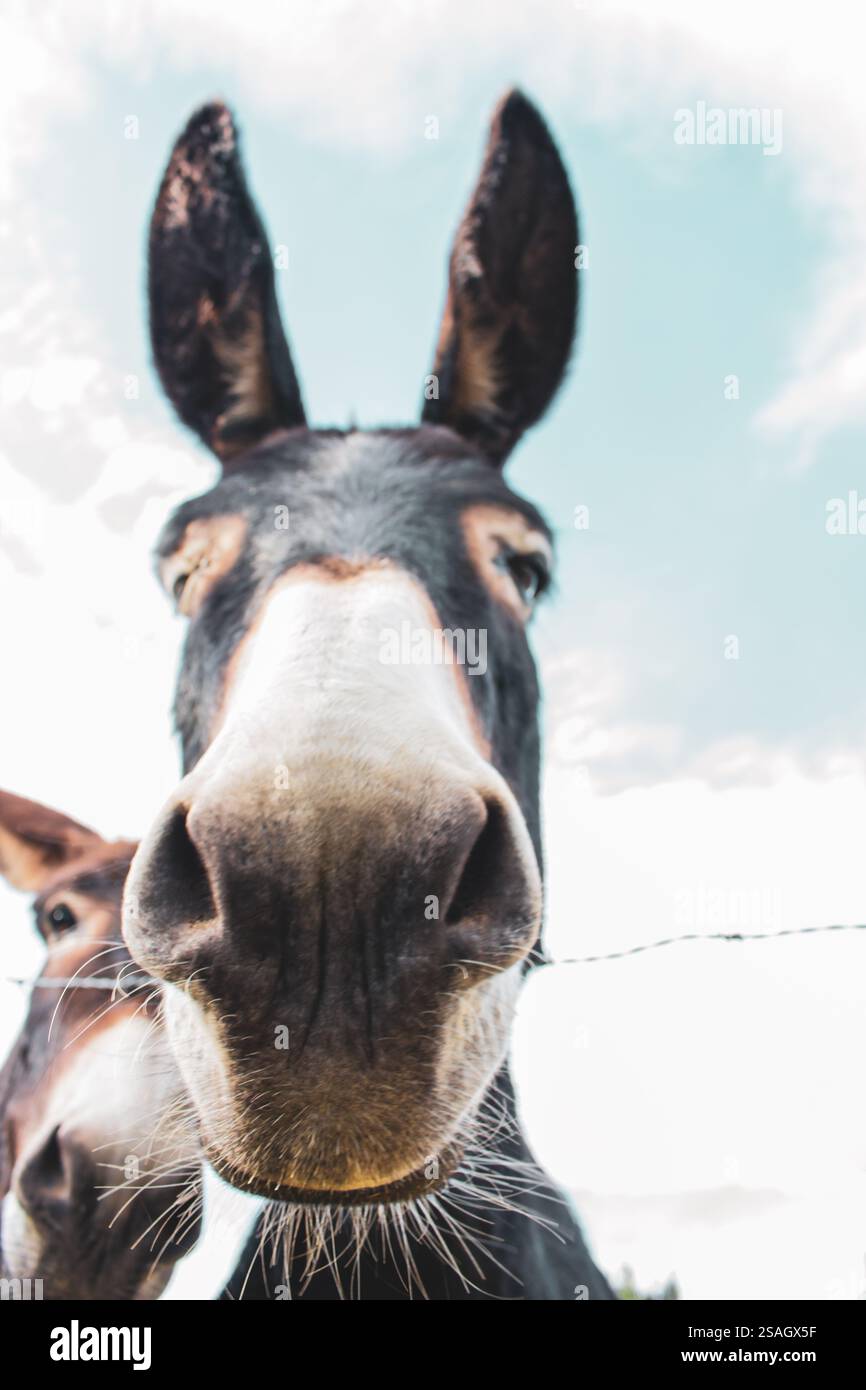 Two funny donkeys looking at camera. Donkeys in farm behind fence ...