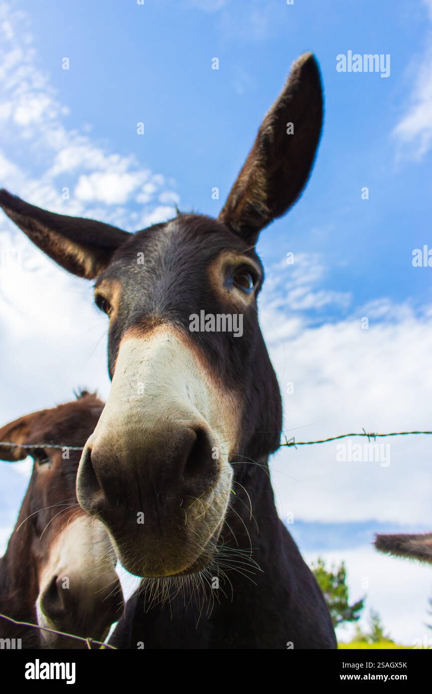 Two funny donkeys looking at camera. Donkeys in farm behind fence ...