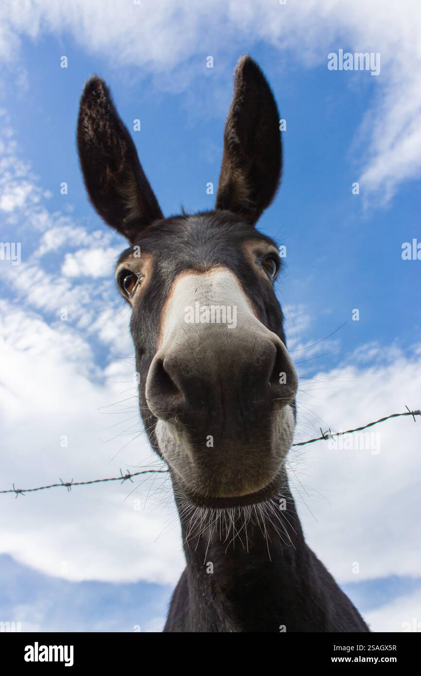 Black donkey behind wire fence. Curious donkey looking at camera. Rural ...