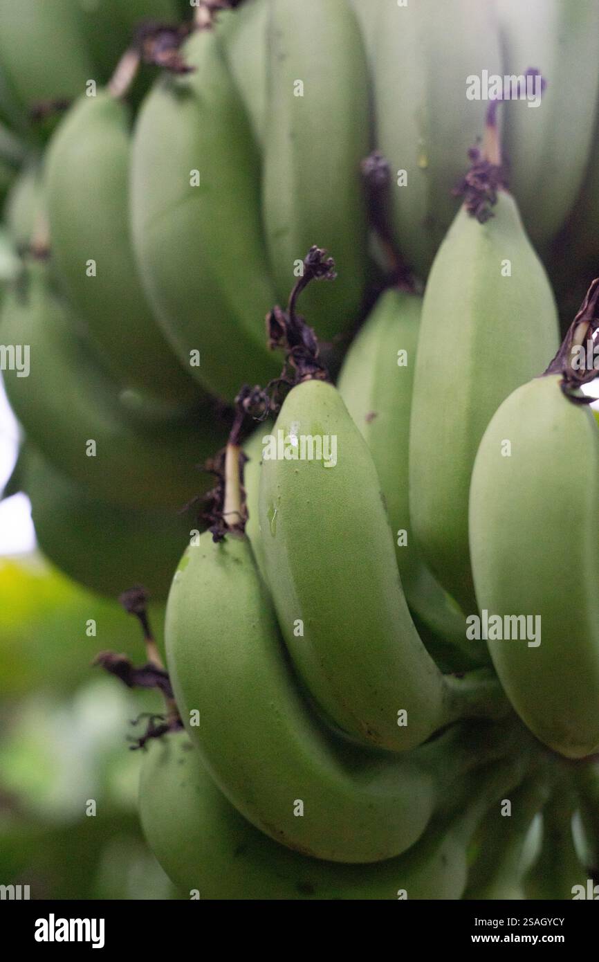 a bunch of green bananas ripening on the tree, showcasing their natural ...