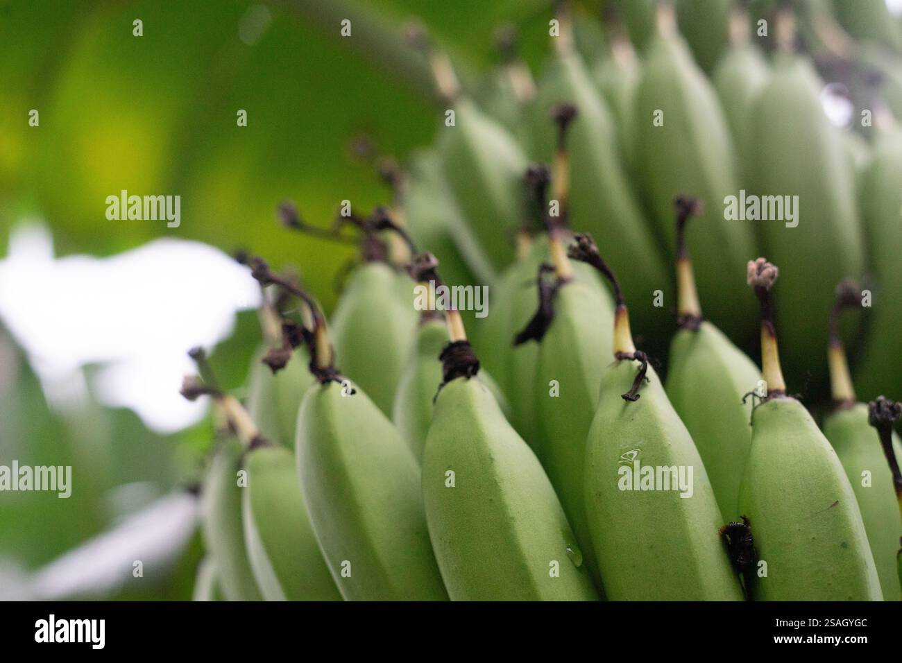 a bunch of green bananas ripening on the tree, showcasing their natural ...