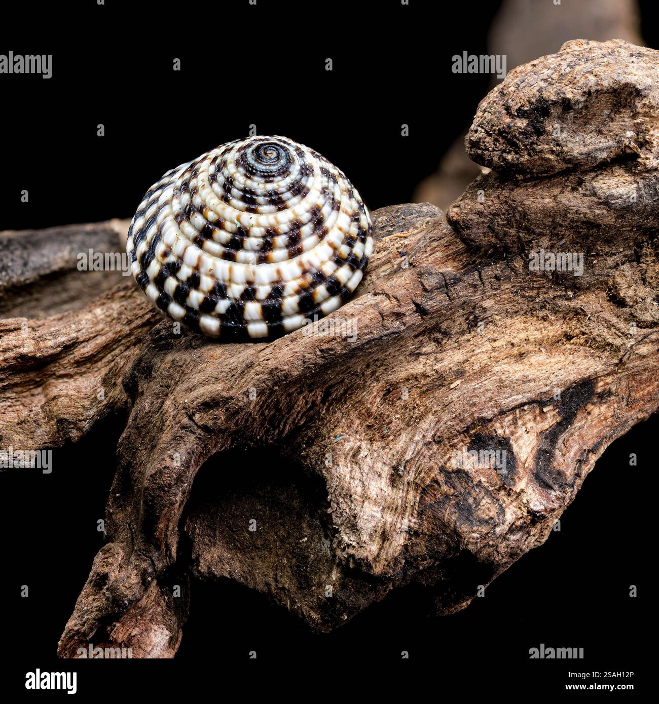 A striking Architectonicidae shell, also known as a staircase shell or ...