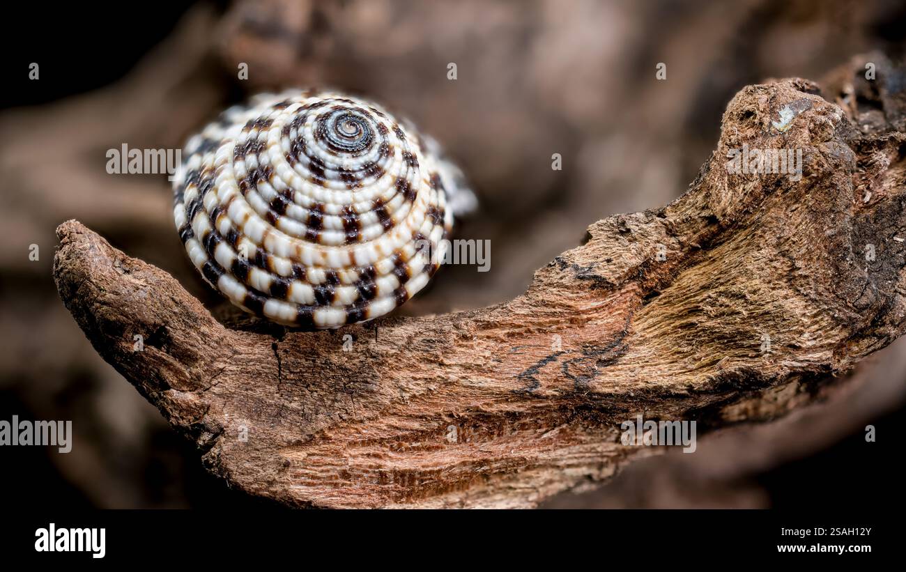 A striking Architectonicidae shell, also known as a staircase shell or ...