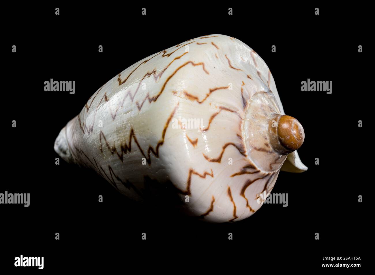 Close-up of a Cymbiola nobilis shell, also known as the noble volute, against a black background ...