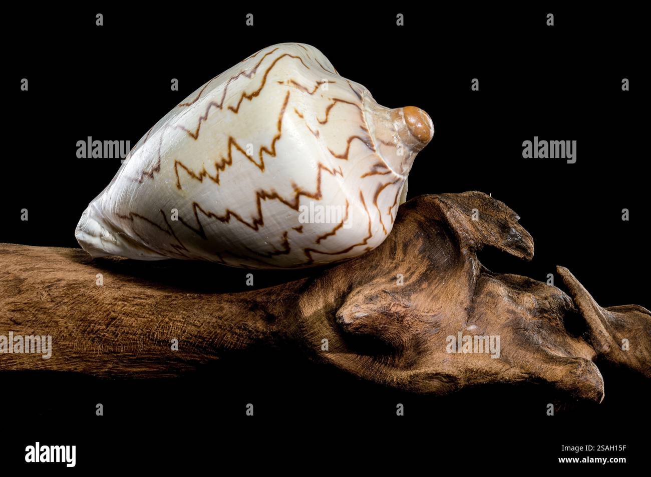 Close-up of a Cymbiola nobilis shell, also known as the noble volute ...