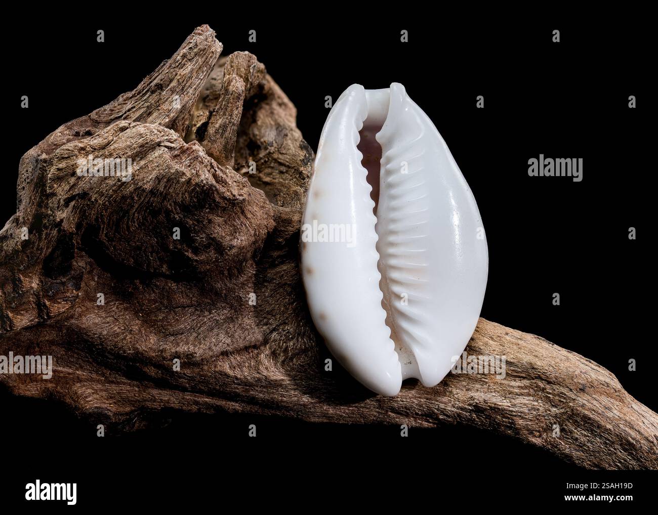 Close-up of a smooth white Naria erosa cowry shell resting on textured ...