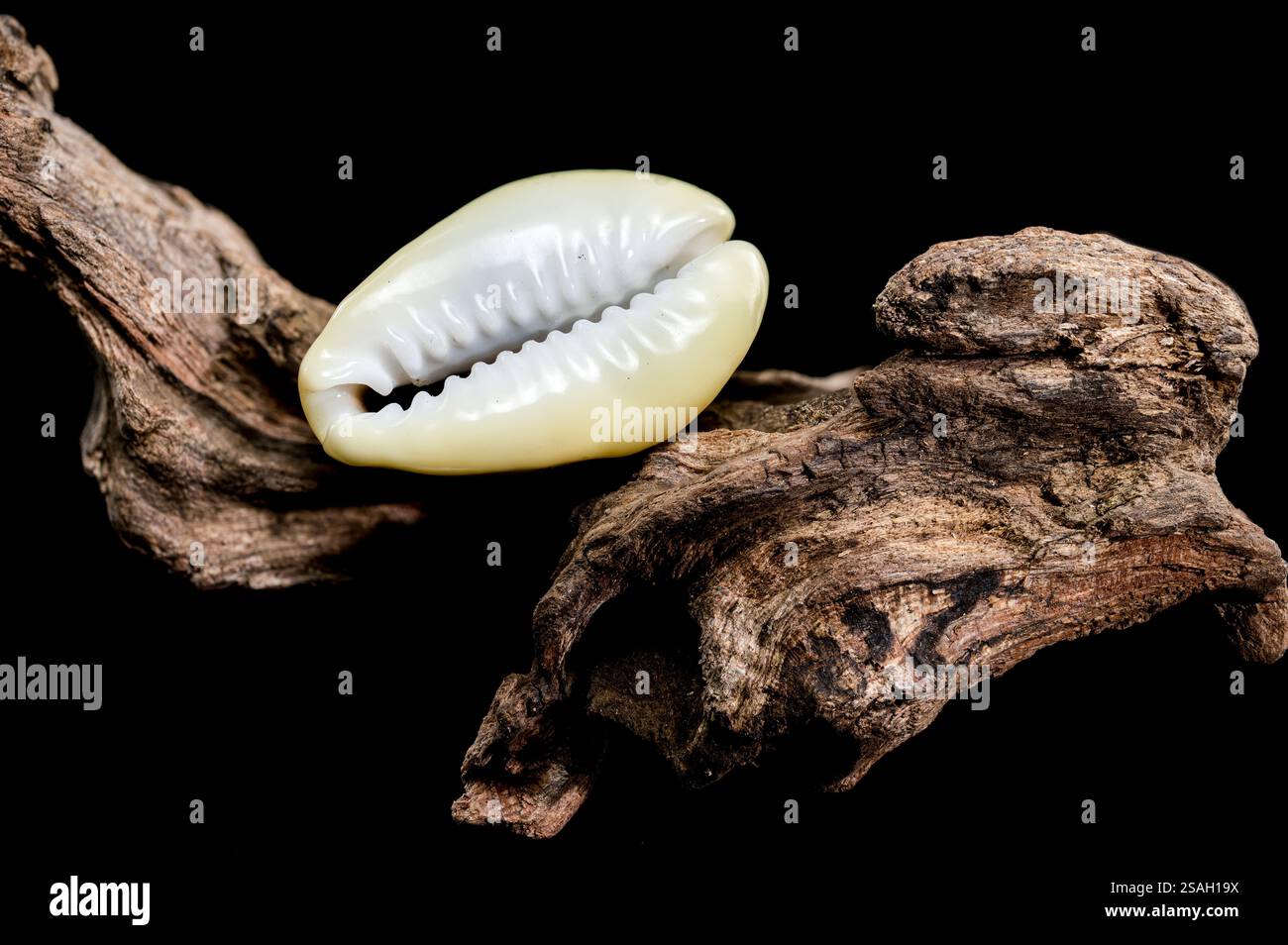 Close-up of a smooth white Naria erosa cowry shell resting on textured ...