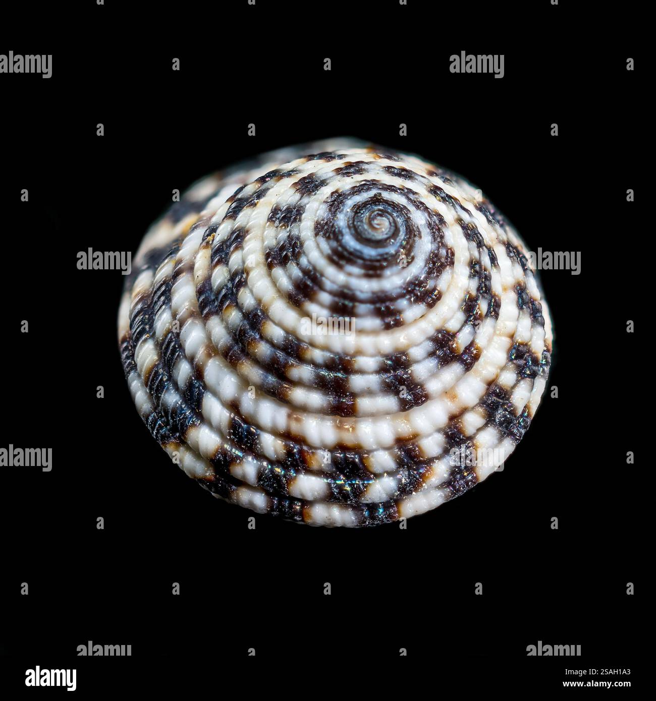 A striking Architectonicidae shell, also known as a staircase shell or ...