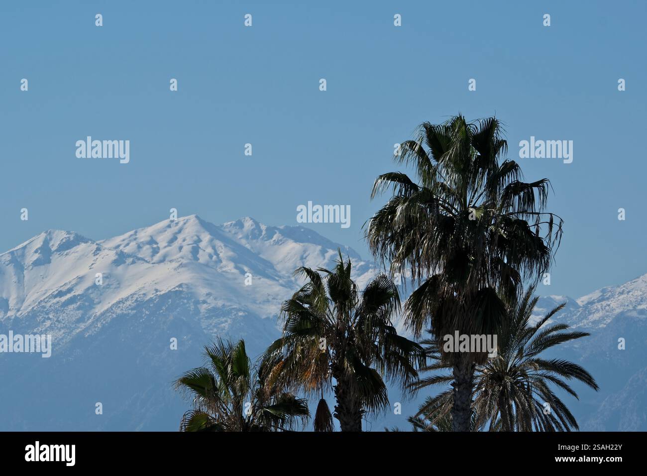 Palm trees and snow-capped mountains in the background Stock Photo - Alamy
