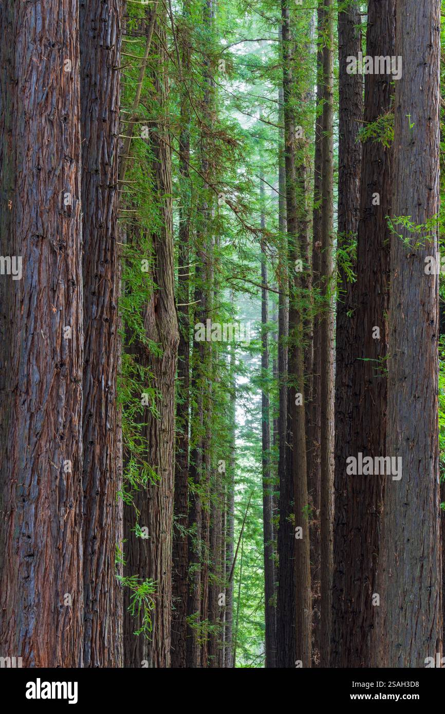 Compressed view of tree trunks in a row at the Redwood Forest at ...