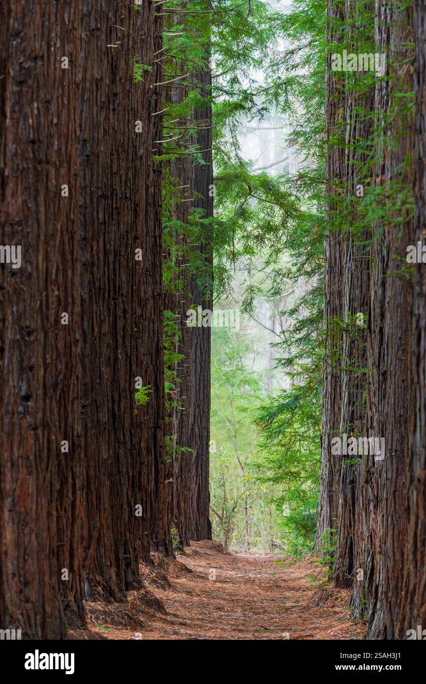 Compressed view of tree trunks in a row at the Redwood Forest at ...