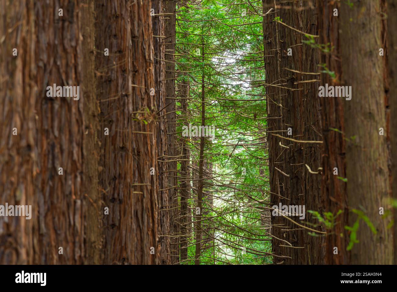 Compressed view of tree trunks in a row at the Redwood Forest at ...