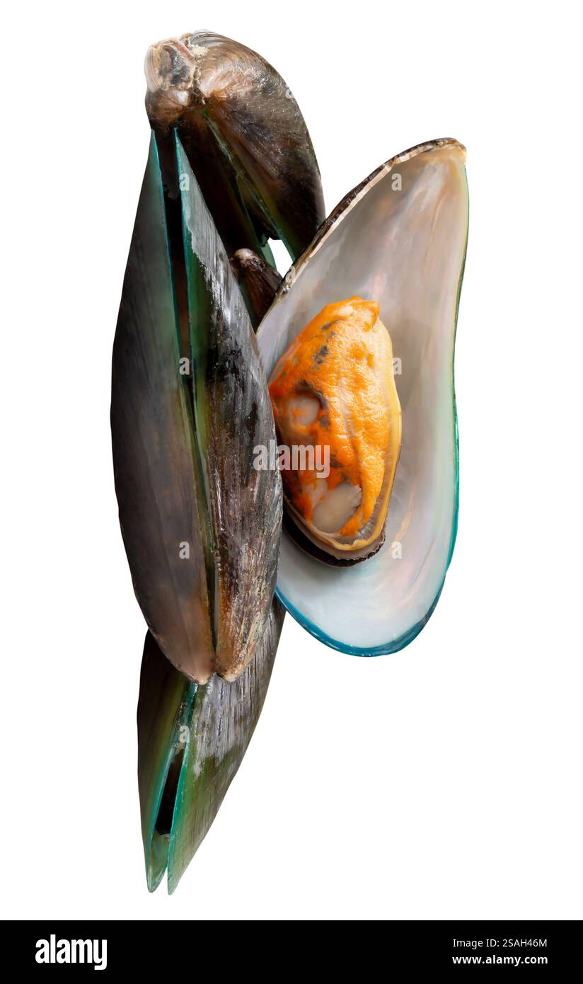 Top view of cooked or steamed green mussels in stack is isolated on ...