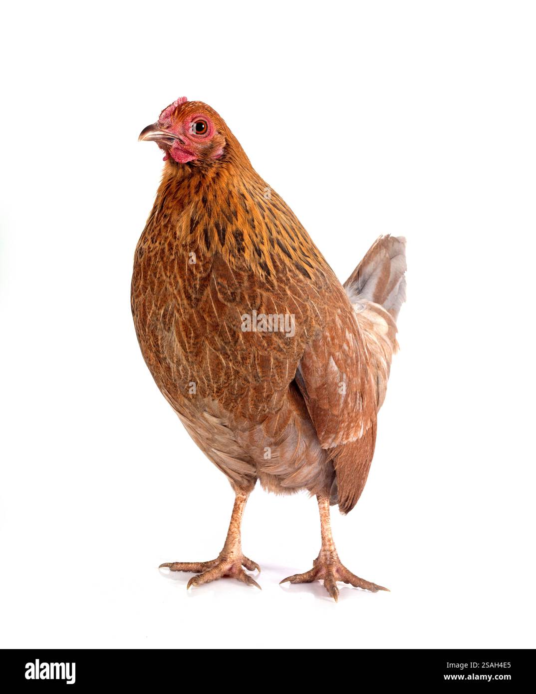 bantam chicken pictave in front of white background Stock Photo - Alamy
