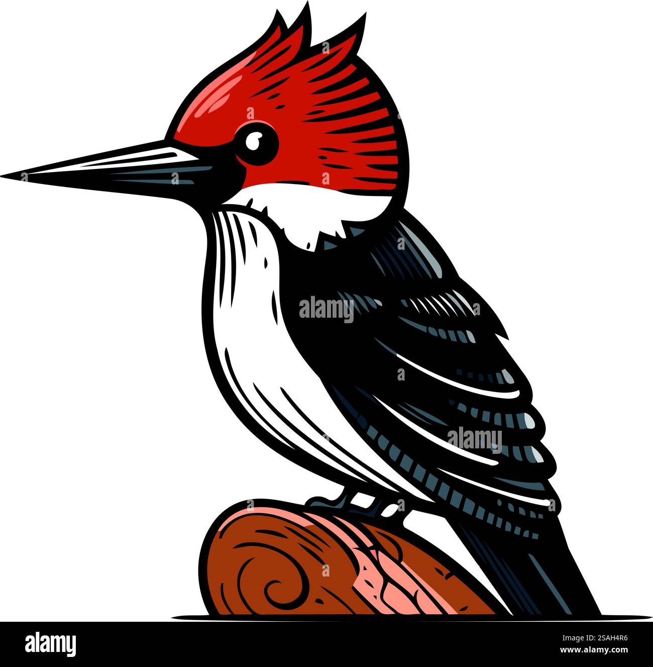 Vector illustration of a red backed woodpecker isolated on white ...