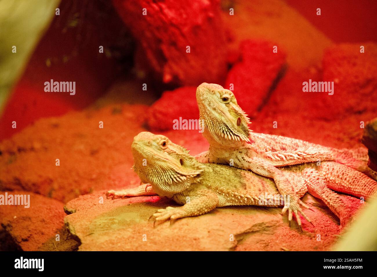 central bearded dragons have a broad, triangular head, round bodies ...