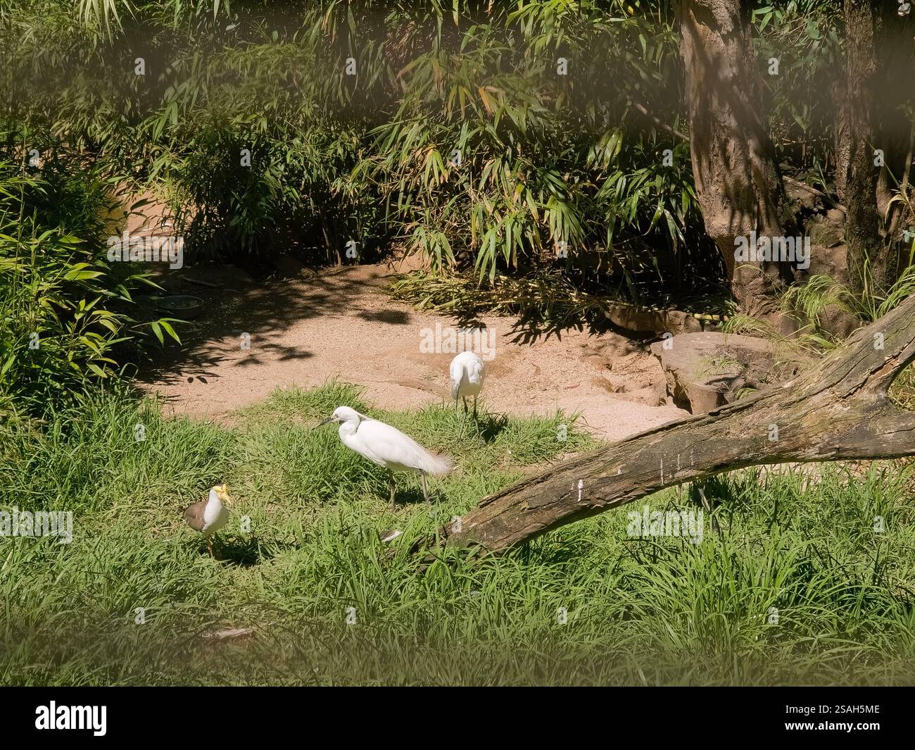the masked lapwing and the little egrets are in the park Stock Photo ...