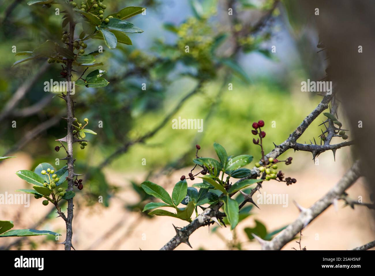 Toothache kathmandu nepal hi-res stock photography and images - Alamy