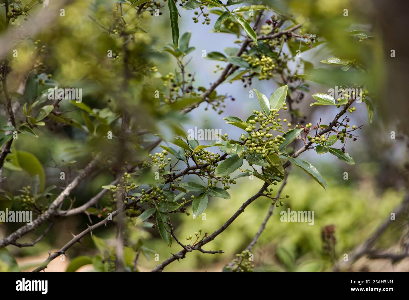 Timur belonging to the Zanthoxylum family, Timur Berry is encased in a ...