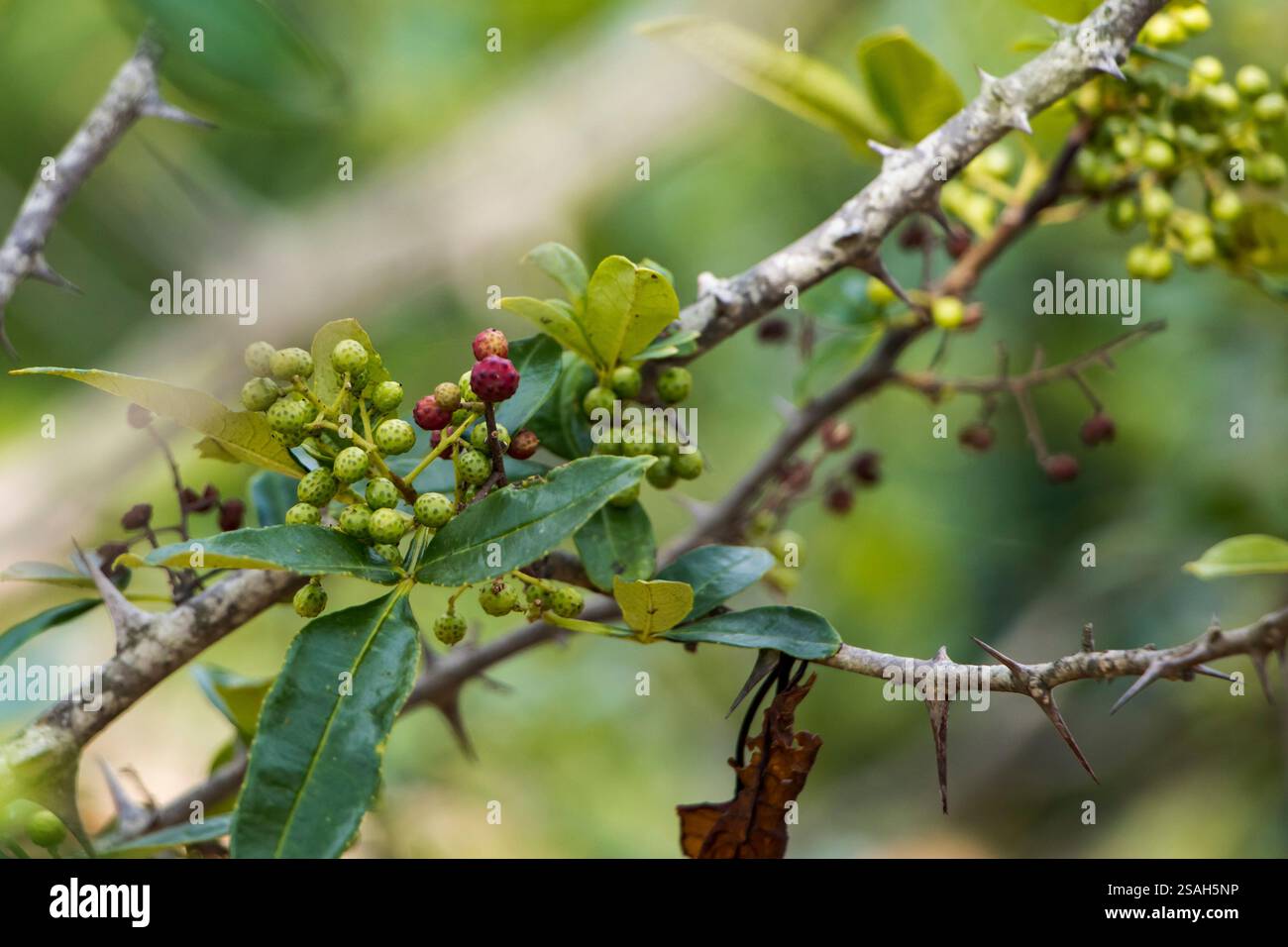 Toothache kathmandu nepal hi-res stock photography and images - Alamy