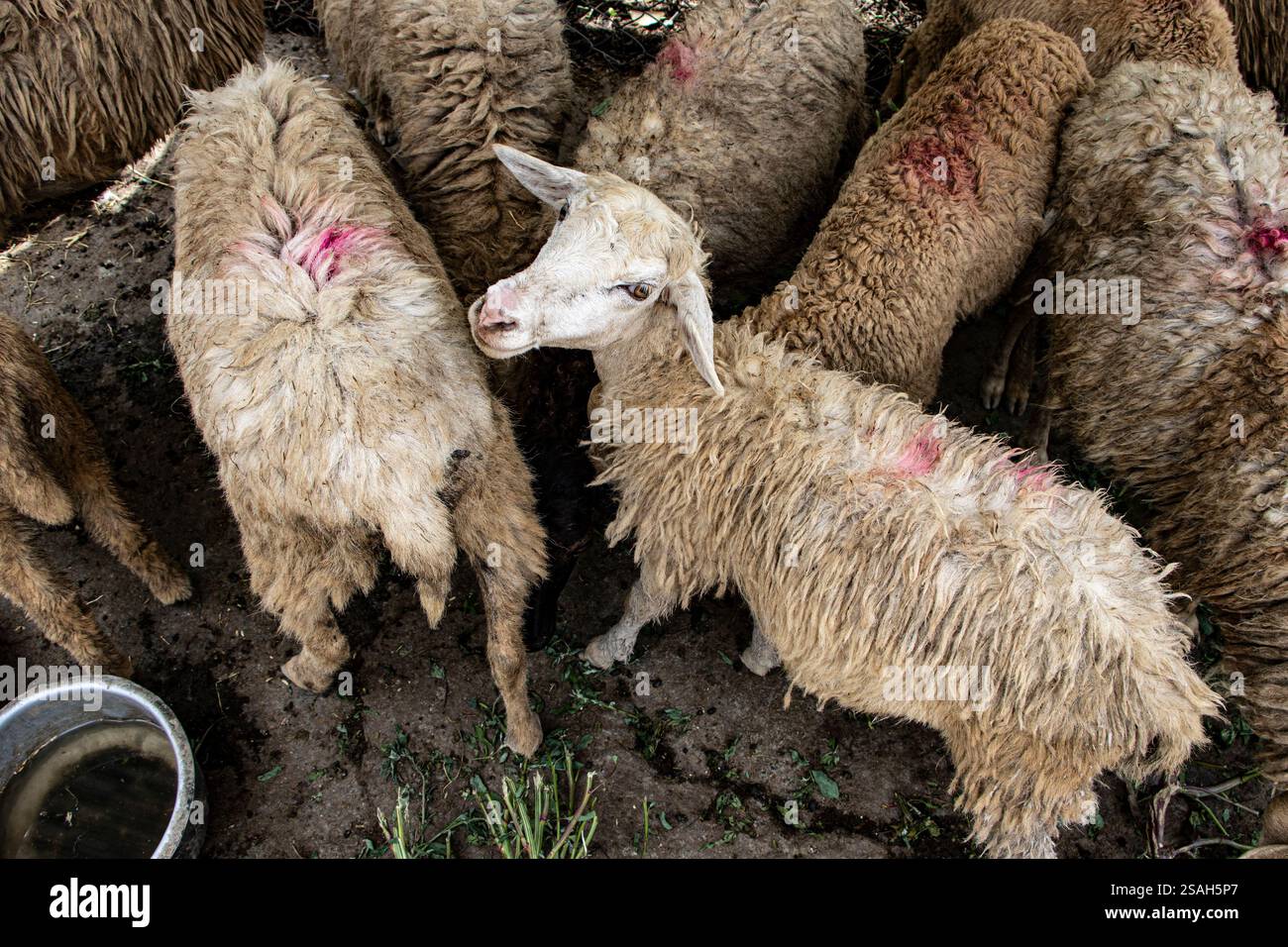 Sheep are domesticated for its wool and meat in Nepal Stock Photo - Alamy