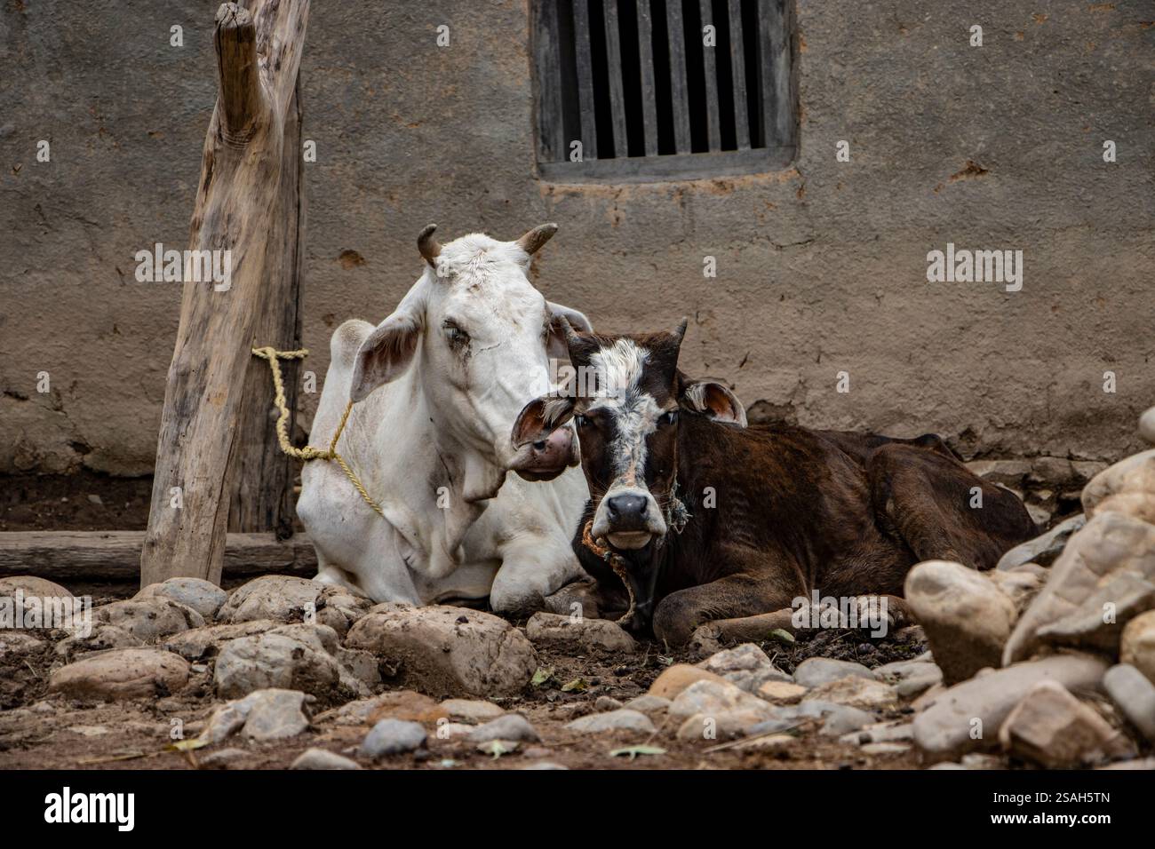 Cows and bulls are one of the primary cattle in Dangisaran Village ...