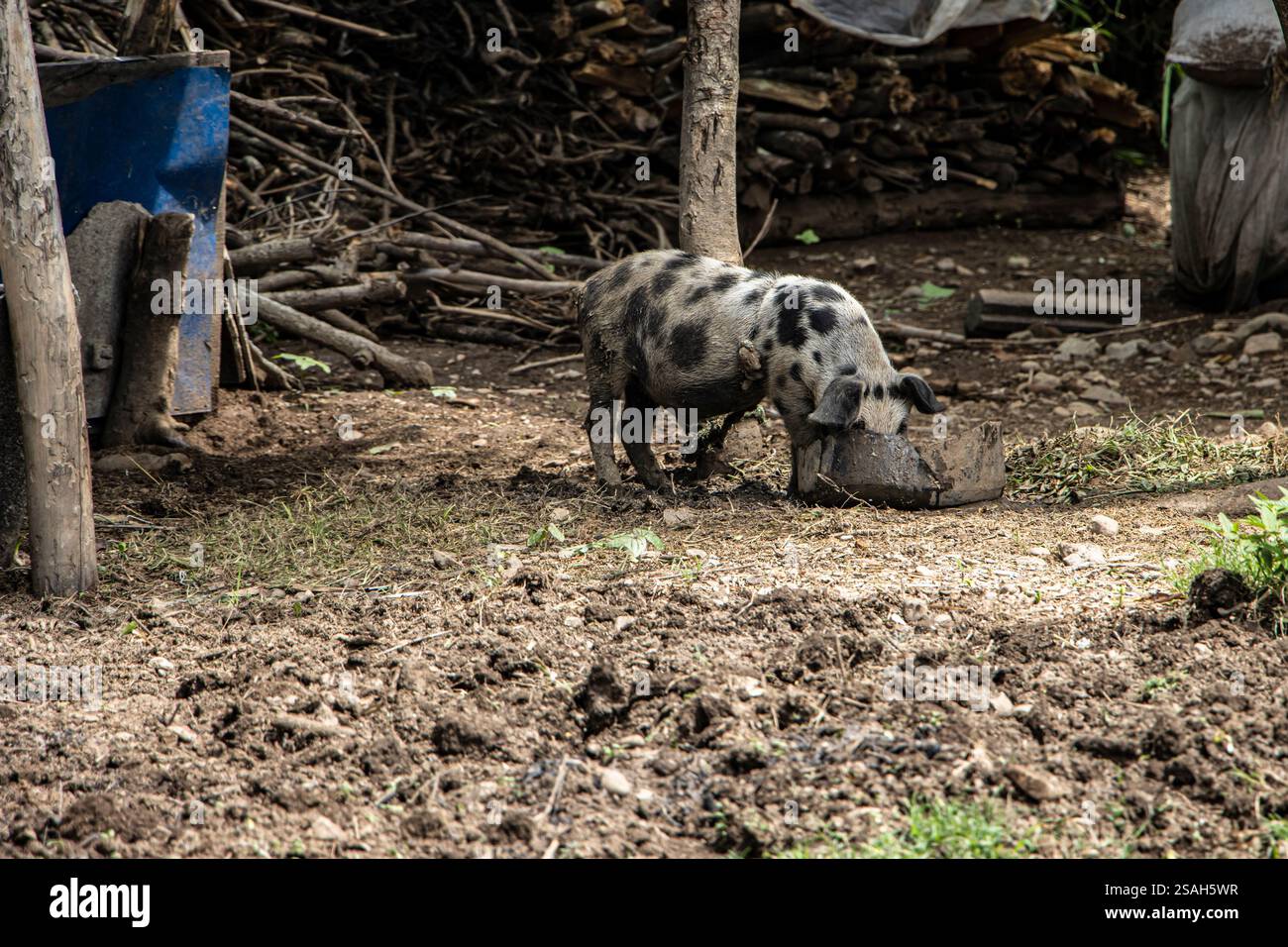 People in Dangisaran village rear pigs for meat, manure and to meet ...