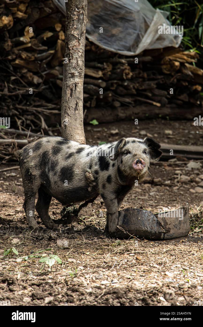 People in Dangisaran village rear pigs for meat, manure and to meet ...