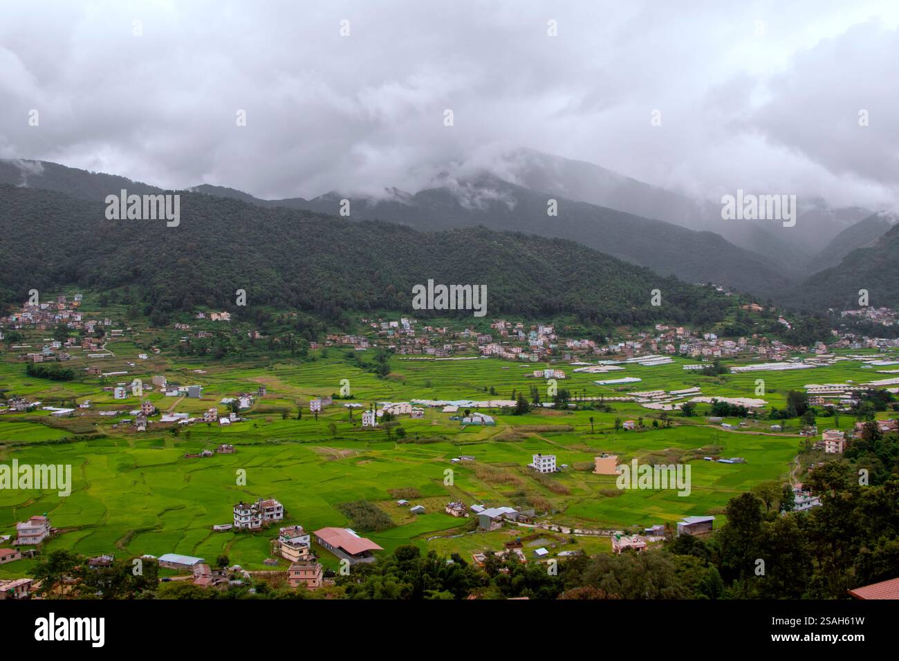 An Expanse of Rice Fields in Godavari is dotted by concrete houses. The ...