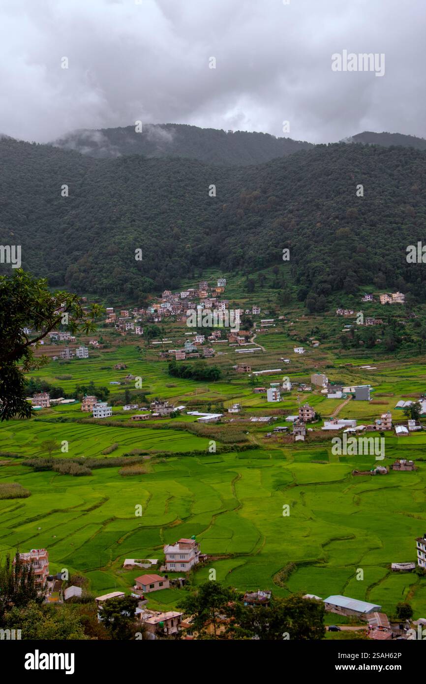 An Expanse of Rice Fields in Godavari is dotted by concrete houses. The ...