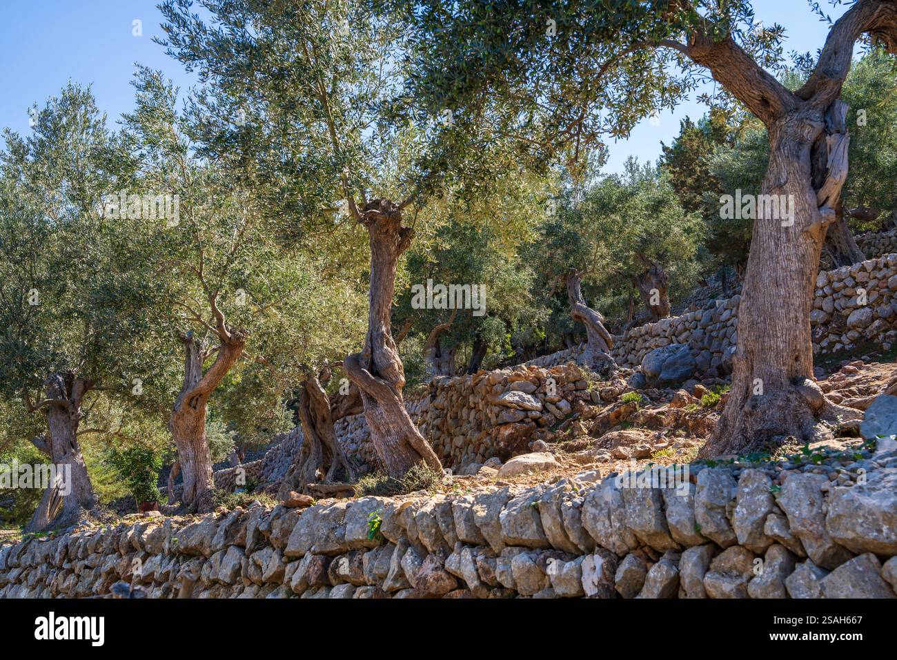 Cascading olive trees with silvery green leaves stand in tiers. Rustic ...