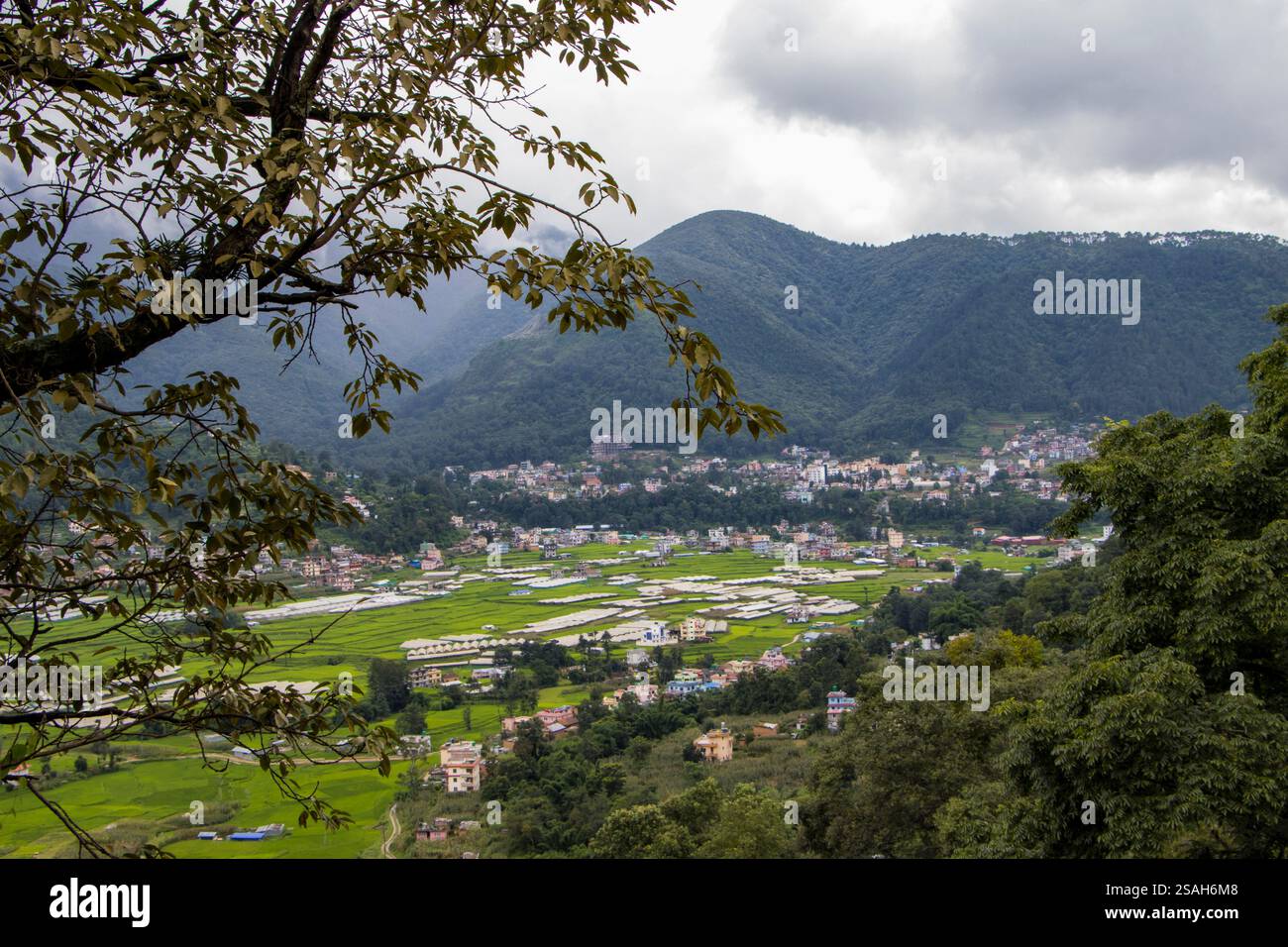 An Expanse of Rice Fields in Godavari is dotted by concrete houses. The ...