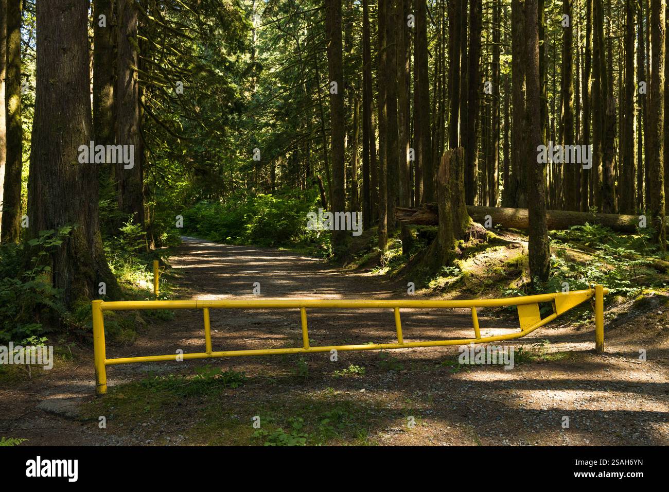 Forest trail entrance at Golden Ears Provincial Park with yellow ...