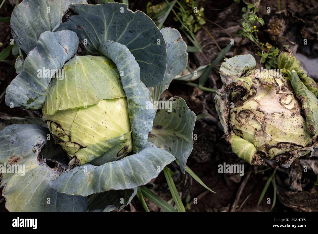 Farmers in the Dang Valley cultivate organic vegetables by utilizing ...