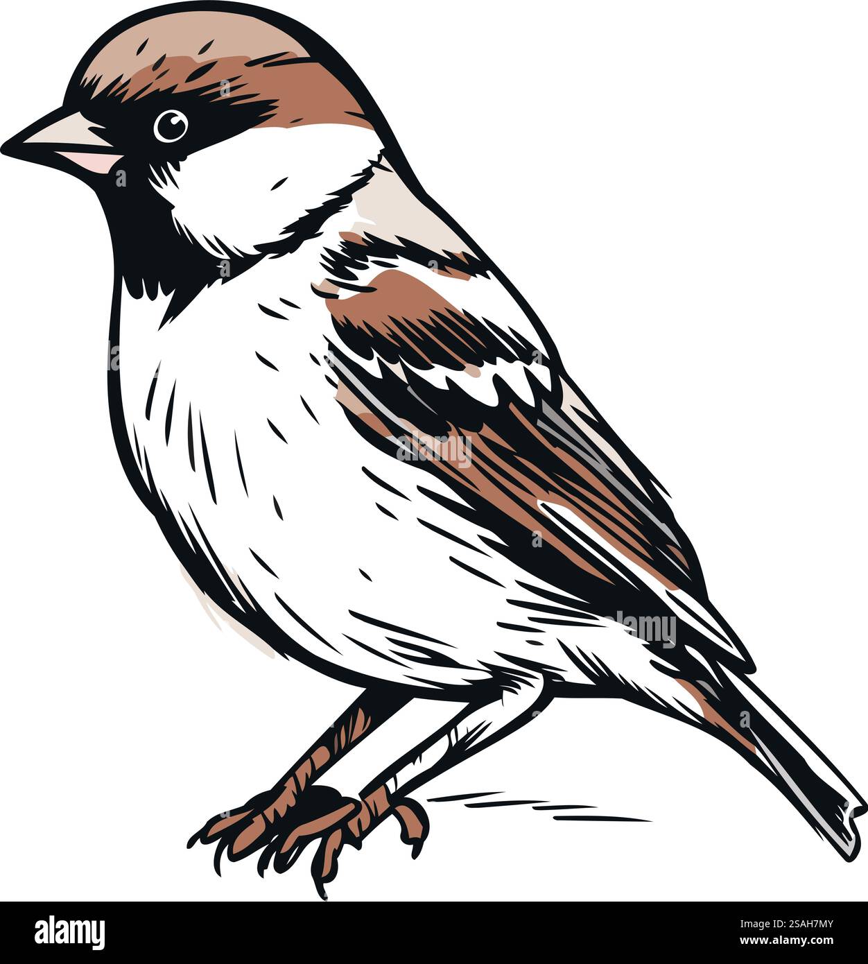 Sparrow. Hand drawn vector illustration of a sparrow Stock Vector Image ...