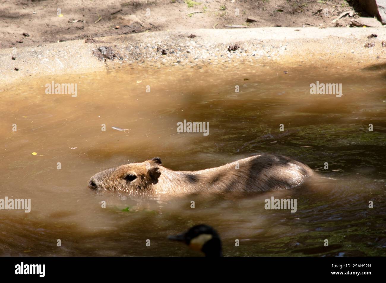 Capybara is a giant cavy rodent native to South America. It is the ...