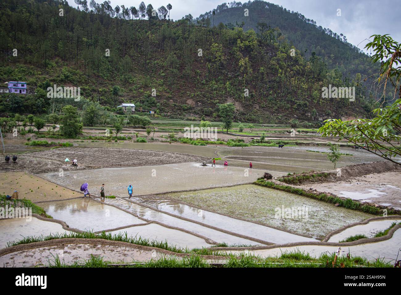 Farmers of Barala village in the Salyan district use both, modern and ...