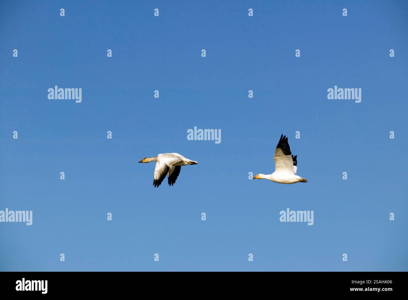 Snow geese in flight during migration in the late autumn at the Reifel ...