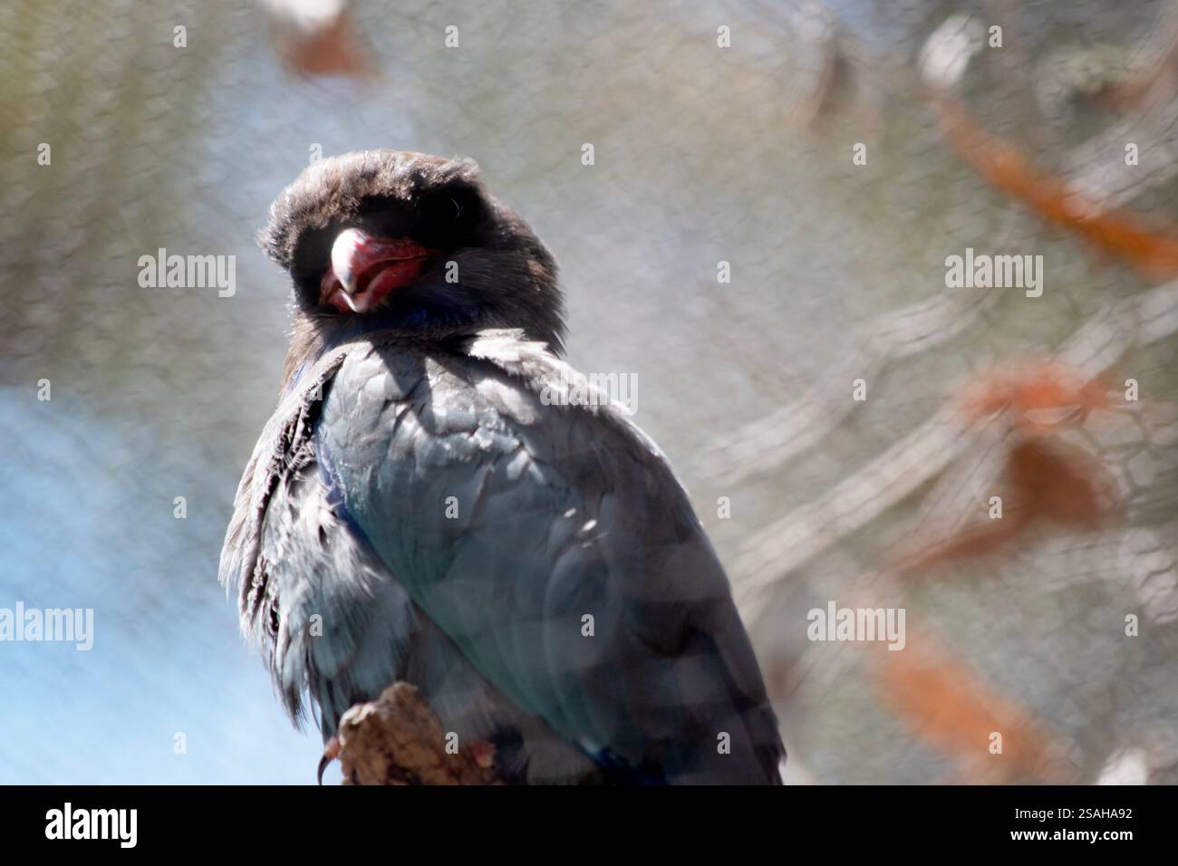 The dollar bird has mostly dark brown upperparts, washed heavily with ...