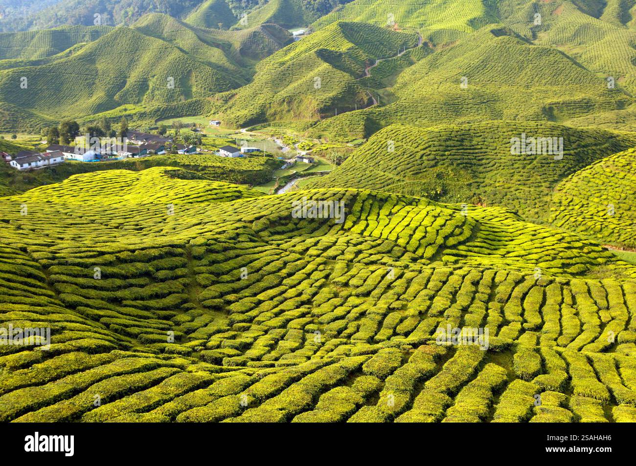 Landscape scenic view of the Bharat tea plantation in the hills of ...