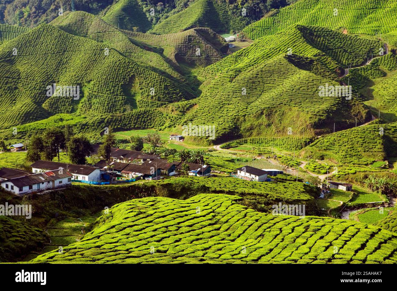 Landscape scenic view of the Bharat tea plantation in the hills of ...