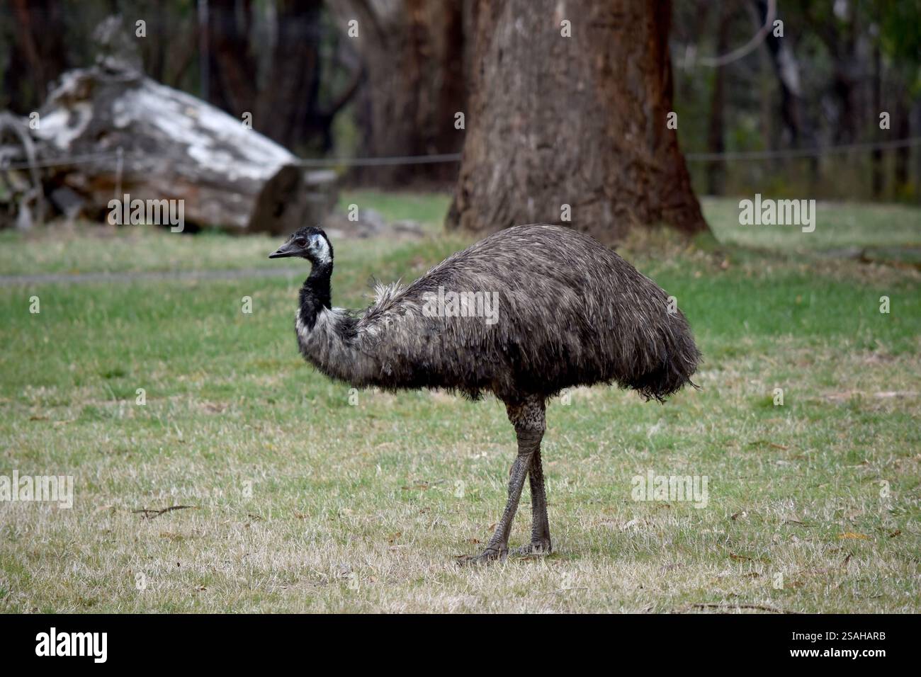 Emus are covered in primitive feathers that are dusky brown to grey ...