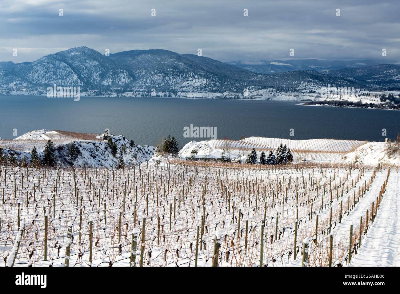 Snow covered dormant grapevines in an organic winery vineyard in the ...