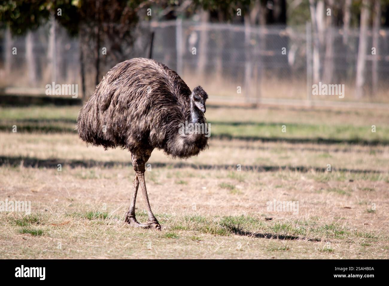 Emus are covered in primitive feathers that are dusky brown to grey ...
